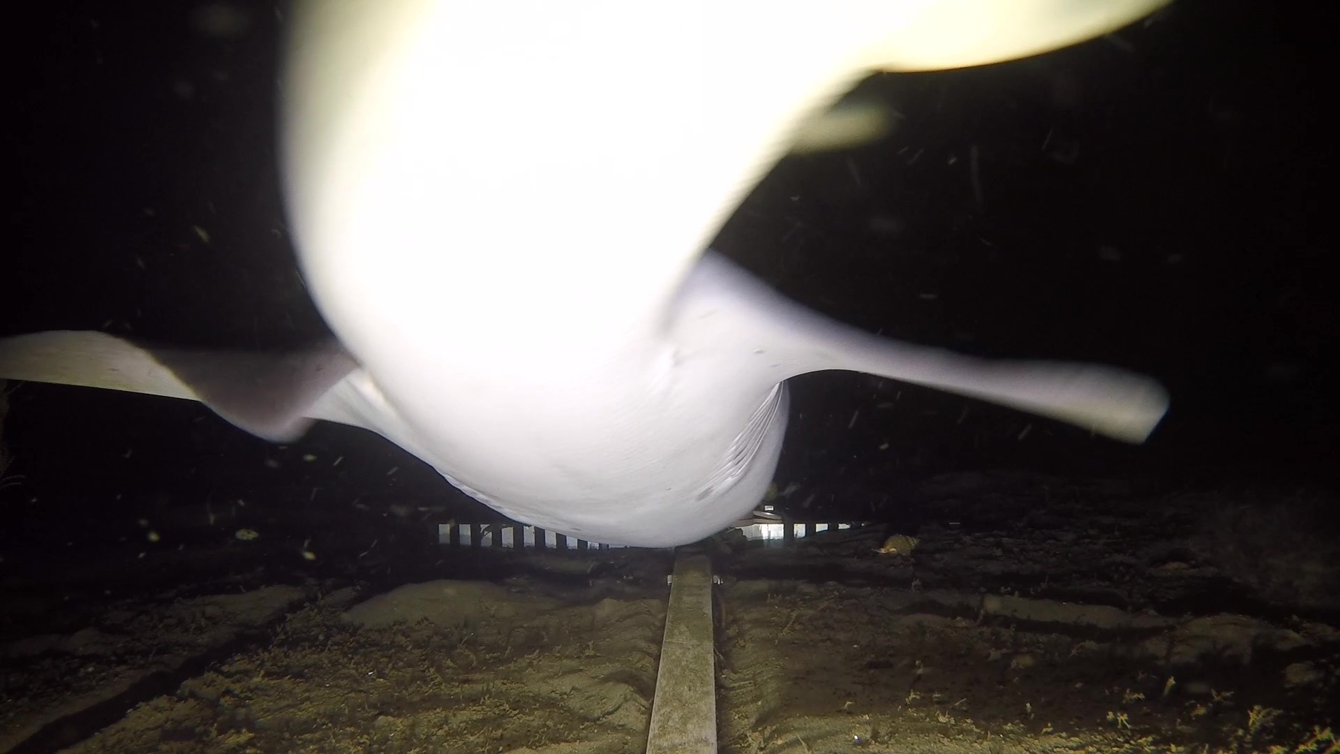 Great shark close up - frame at 0m6s.jpg | NIWA